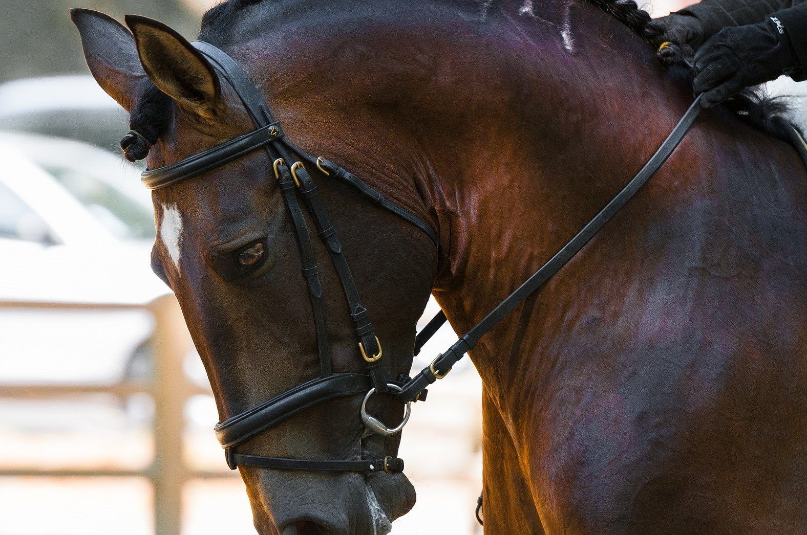 Equestrian - Equitrans Logistics LLC – International Horse and Animal ...