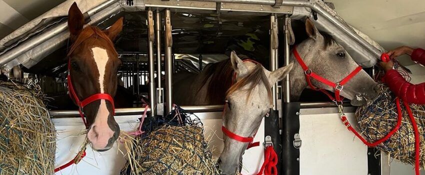 Equitrans Ships Horses for Endurance World Championships for Young ...